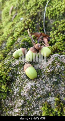 Closeup shot of acorns on a rock surface Stock Photo - Alamy