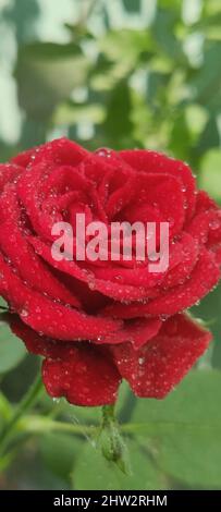 Vertical macro of a bright red rose flower opening its petals ...