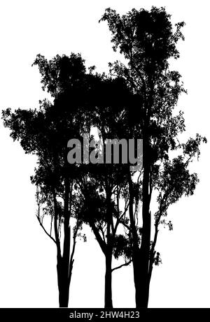 Australian gum trees silhouette on white background Stock Vector Image ...