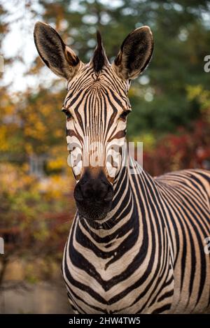Zebras Zoo Enclosure Stripes: Close-up photo showing two zebras ...