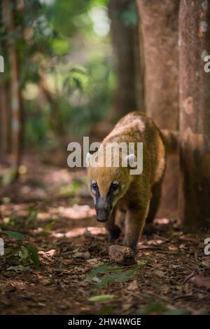 Shallow focus shot of a south American coati walking in the forest on a ...