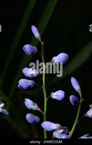 Love Creeper (Comesperma Volubile) twines itself around branches and ...