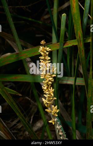 Spiny-Headed Mat-Rush, Lomandra longifolia, Asparagaceae (Laxmanniaceae ...