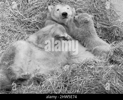 Pipaluk the polar bear cub ventures out of his private den on to the ...
