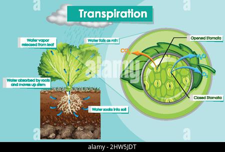 Science poster design for transpiration illustration Stock Vector Image ...