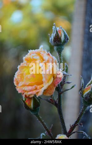 Rose im Frost, rose in the frost Stock Photo - Alamy