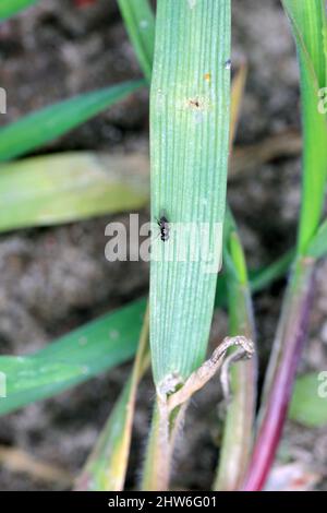 Oscinella frit is a European species of fly and member of the family ...