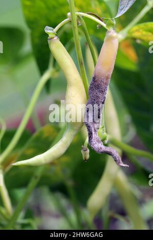 Grey mould (Botrytis cinerea) fungal infection on the stem of a sweet ...