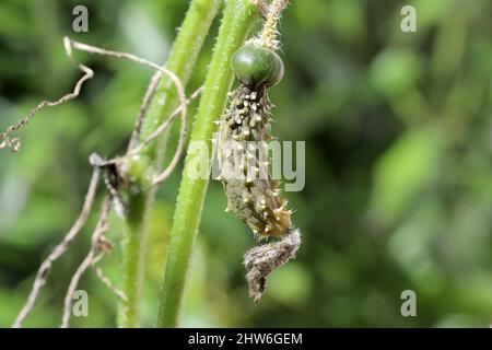 Fungal disease of cucumber. Deformed and unusable cucumber Stock Photo ...