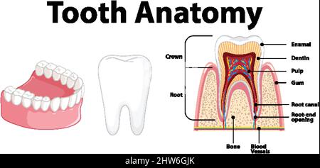 Infographic of human in dental science tooth anatomy illustration Stock ...