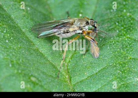 Platypalpus sp. Hybotidae commonly known dance flies with hunted Thrips ...