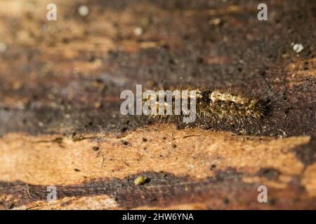 Buff footman larva (Eilema depressum) overwintering under tree bark ...