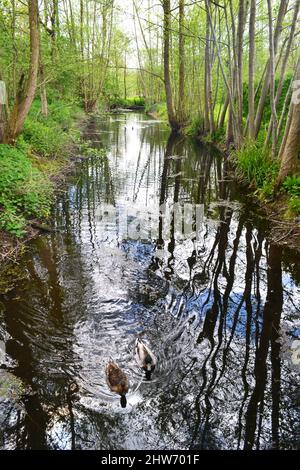 Spade Oak Nature Reserve, Bourne End, Buckinghamshire, England, UK ...