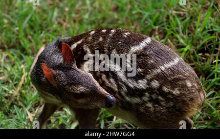 Type of dwarf deer to know. In the dim background Stock Photo - Alamy