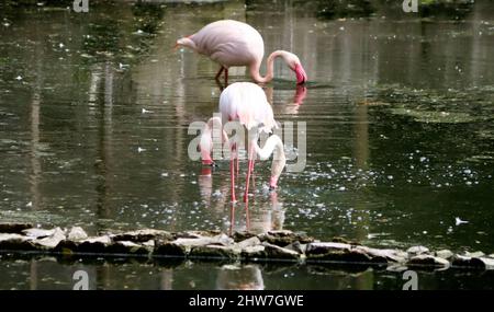 Flamingo looking for prey in the water. In the blurred background Stock ...