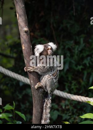 Common marmoset monkey hanging on cage wire Stock Photo - Alamy