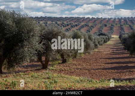 Near Tarhouna, Libya. Countryside with Olive Trees Stock Photo - Alamy