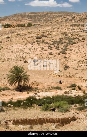 Jebel Nafusa, Libya. Meager grazing. A shepherd tends his sheep in semi ...