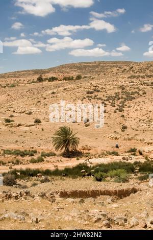 Jebel Nafusa, Libya. Meager grazing. A shepherd tends his sheep in semi ...