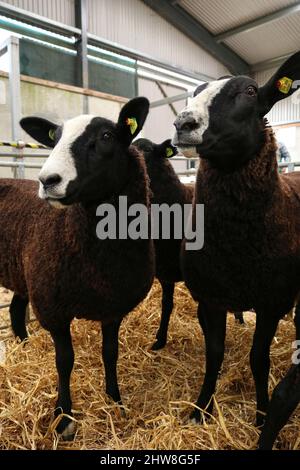 The two brown Romanov breed sheep on a farm Stock Photo - Alamy