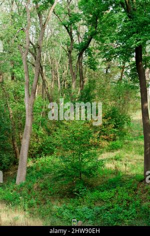 forest, sesno - park area, trees shrub flowers Stock Photo - Alamy