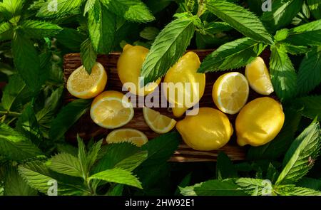 Lemons and growing mint in the garden. Lemon slices and mint leaves on ...