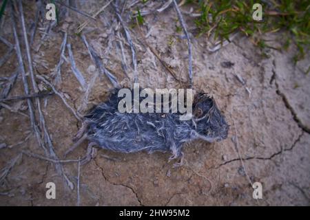 Selective approach of a dead field mouse between earth and grasses ...
