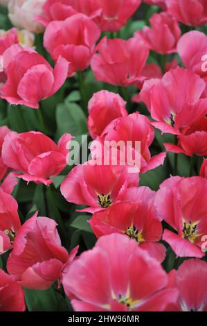 Red 'Lady van Eijk' tulips at Dunsborough Park spring tulip festival in ...