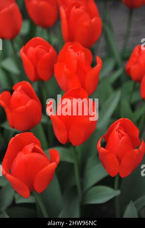 Red Darwin Hybrid tulips (Tulipa) Lalibela bloom in a garden in March ...