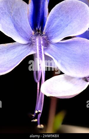closeup focus stacked image of blue butterfly plant (Clerodendrum ...