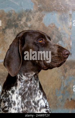 Vertical portrait of a German braco dog looking up against the wall ...