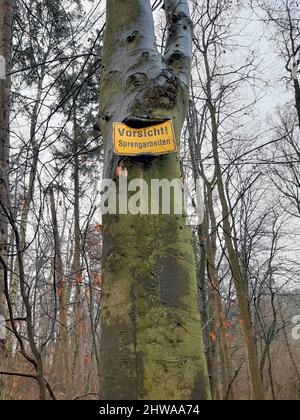 common beech (Fagus sylvatica), ingrown hiking sign at a beech trunk ...