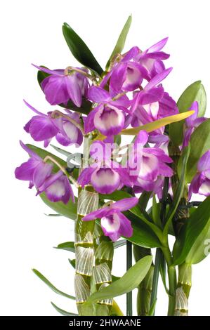 antelope orchid (Dendrobium 'Berry Oda', Dendrobium Berry Oda), flower ...
