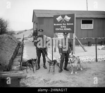 first world war, messenger dogs, 1915-18 Stock Photo - Alamy