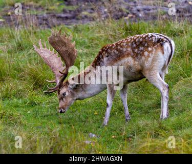 Deer Fallow close-up side profile in the field with a blur background ...