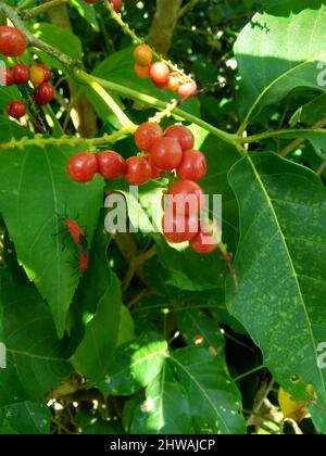 Antidema thwaitesianum (Also called Buah Buni) on the tree. Antidema ...