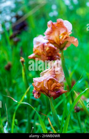 Raindrops on golden iris flowers close-up. selective focus Stock Photo ...