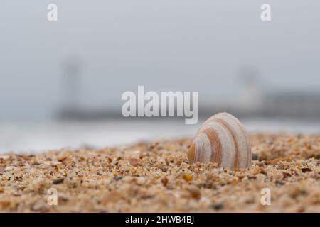 Shell on Bournemouth Beach Stock Photo - Alamy