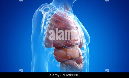 Thorax anatomy, illustration Stock Photo - Alamy