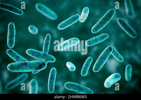Citrobacter bacteria, illustration Stock Photo - Alamy