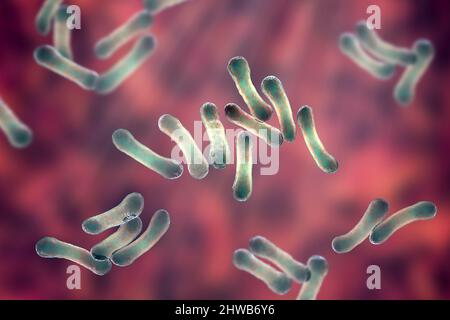 Corynebacterium diphtheriae, illustration Stock Photo - Alamy
