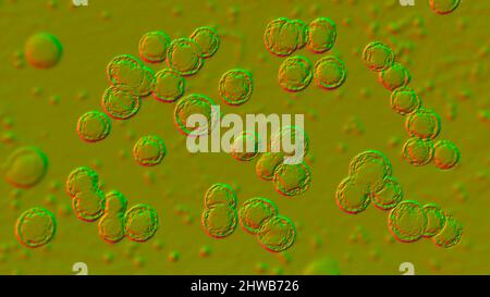 Pediococcus bacteria, illustration Stock Photo - Alamy