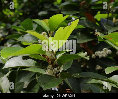 Ceylon olive (Elaeocarpus serratus Stock Photo - Alamy