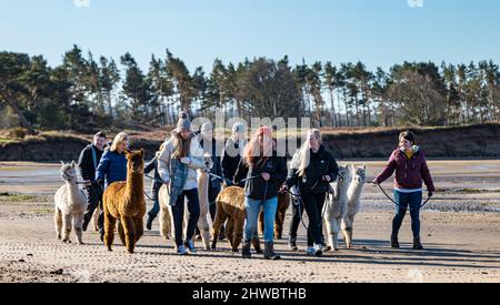 Hedderwick Hill Farm, East Lothian, Scotland, United Kingdom, 5th March ...