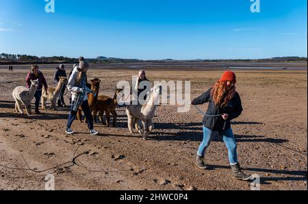 Hedderwick Hill Farm, East Lothian, Scotland, United Kingdom, 5th March ...
