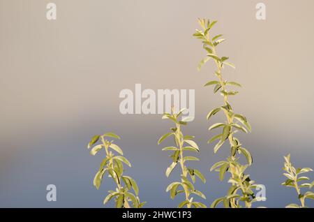 Branches of tree lucerne Chamaecytisus proliferus Stock Photo - Alamy