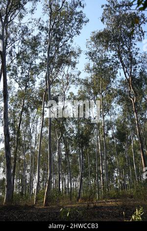 Eucalyptus plantation at the Sonajhuri-Khoai area at Bolpur, in the ...