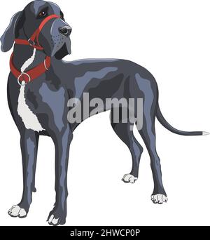 Giant Great Dane in a red collar on a white background. Vector ...