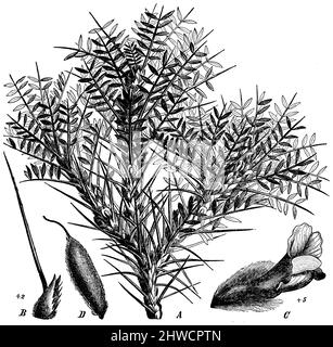 tragacanth, gum tragacanth milkvetch / Astragalus gummifer / Astragalus ...