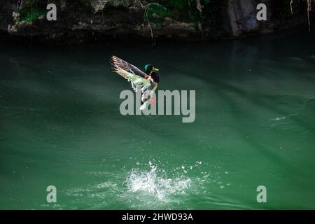 Mallard on the Aniene river, Rome, Italy Stock Photo - Alamy